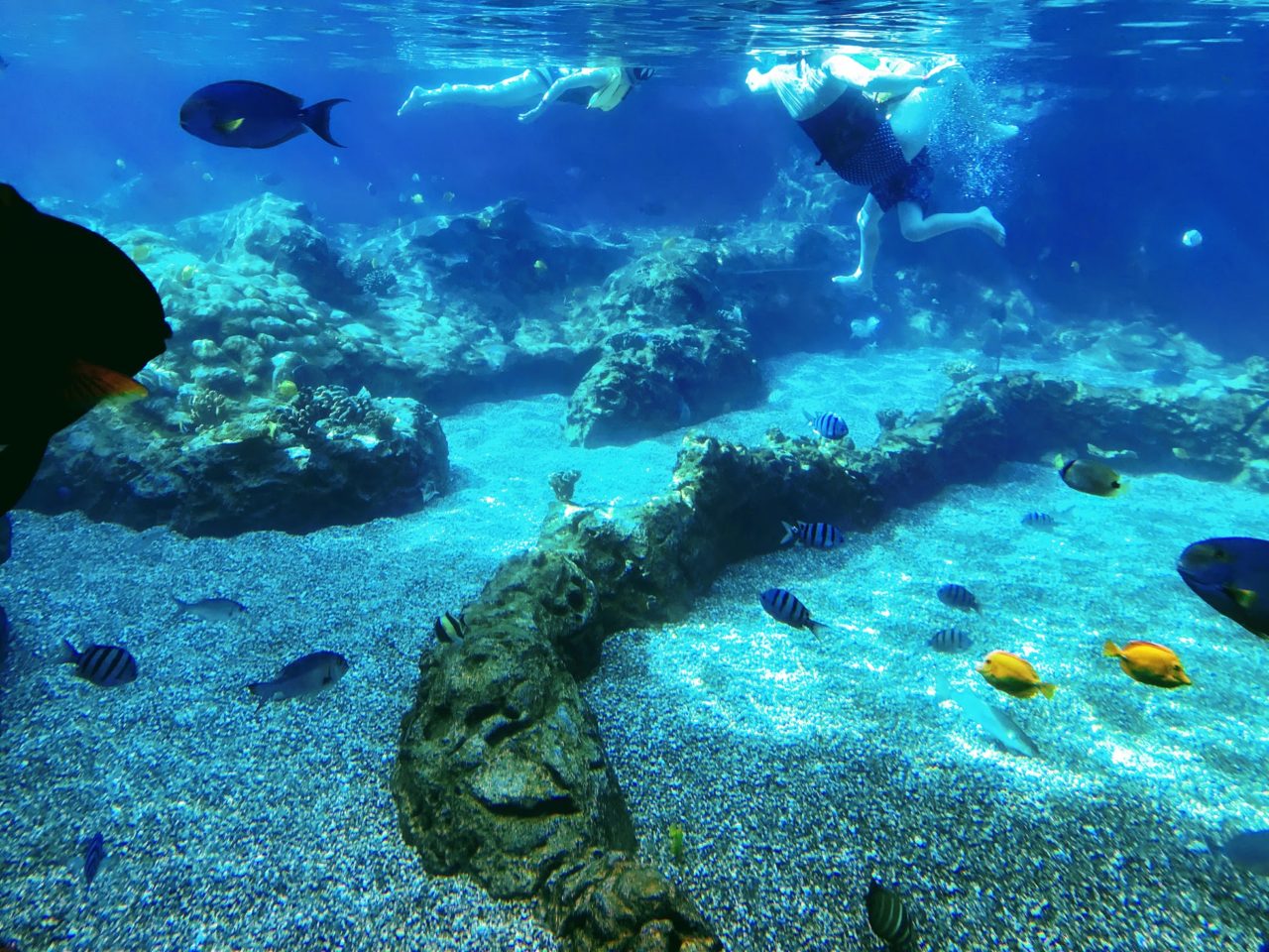 Rainbow Reef | Aloha Aulani